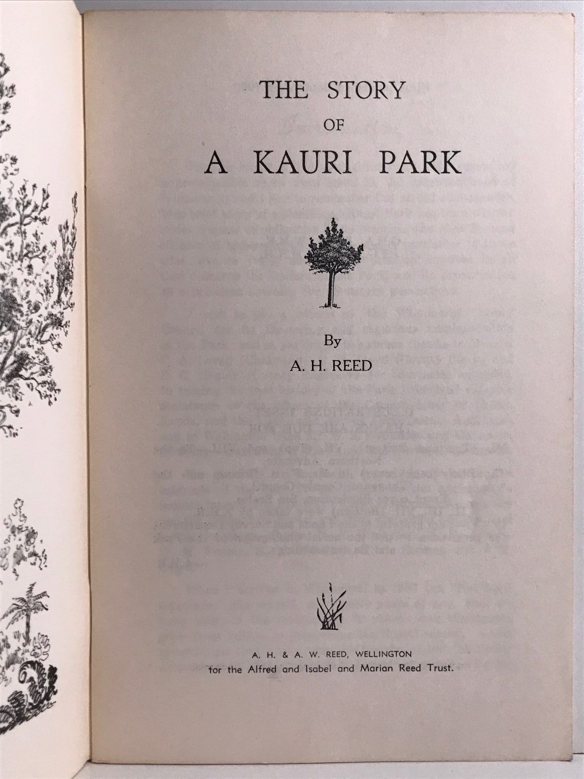 THE STORY OF A KAURI PARK
