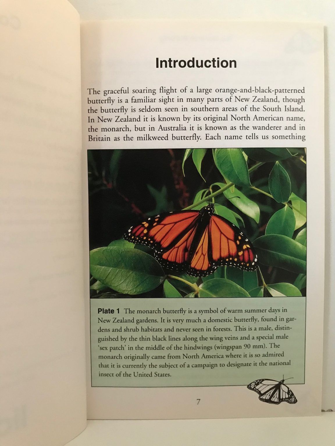 THE MONARCH BUTTERFLY